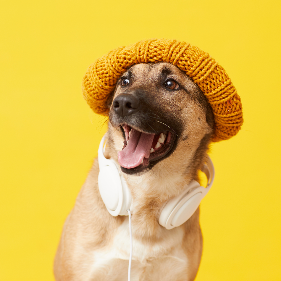 doggy & moggie: The Luxury Pet Boutique