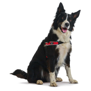 doggy & moggie: The Luxury Pet Boutique